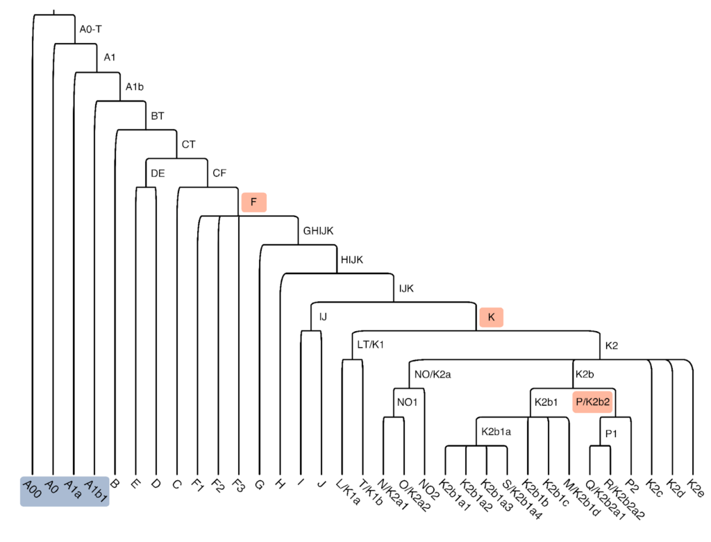 Improved Accuracy: Updates to Paternal Haplogroup Assignments - 23andMe ...